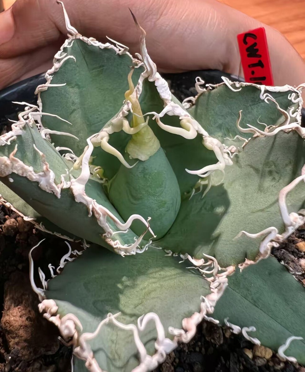 Yahoo!オークション - F414 アガベ チタノタ 実生株台湾産 蜥蜴 強狂棘...