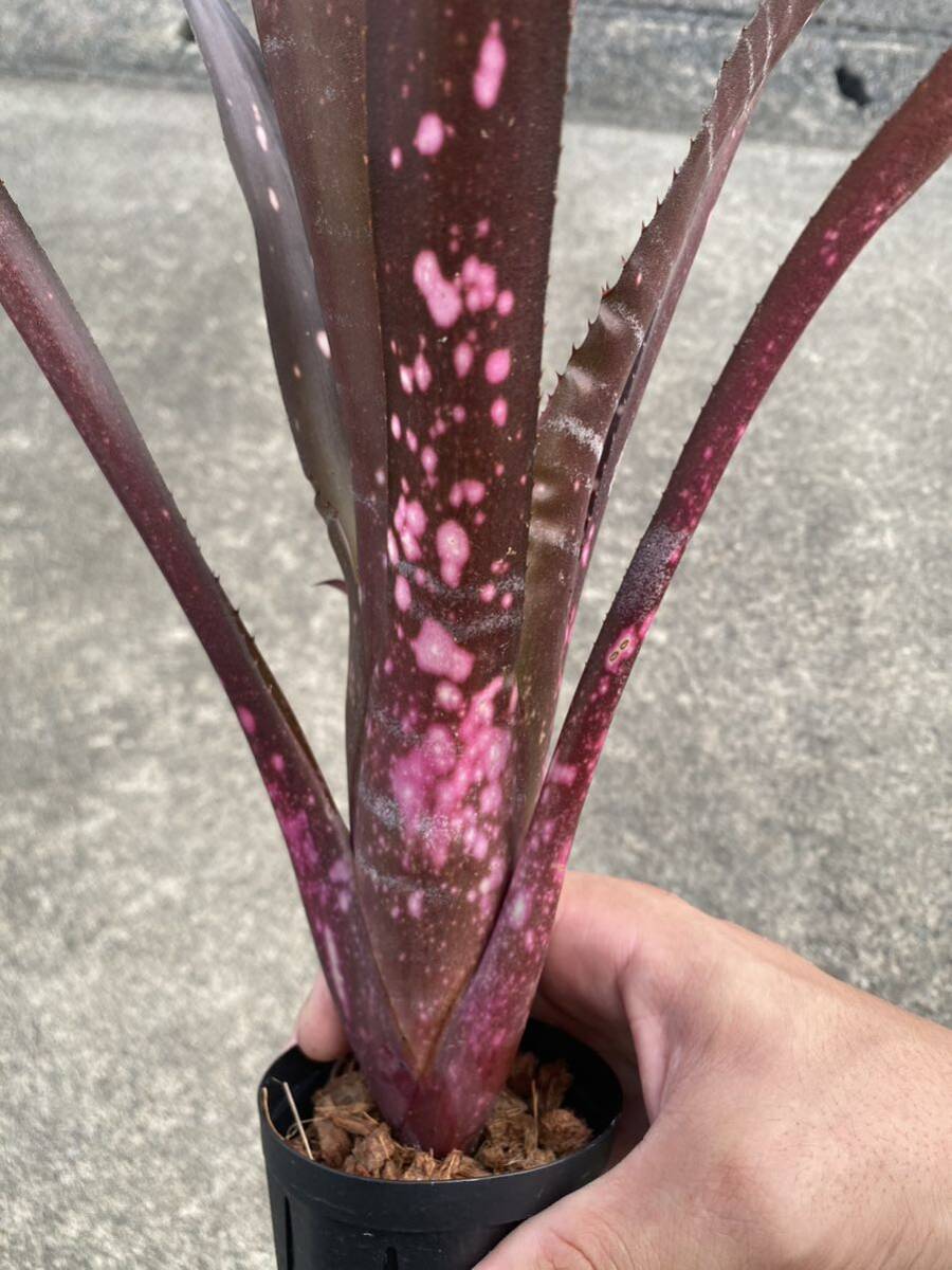 Yahoo!オークション - Billbergia Hallelujah ビルベルギア ハレルヤ