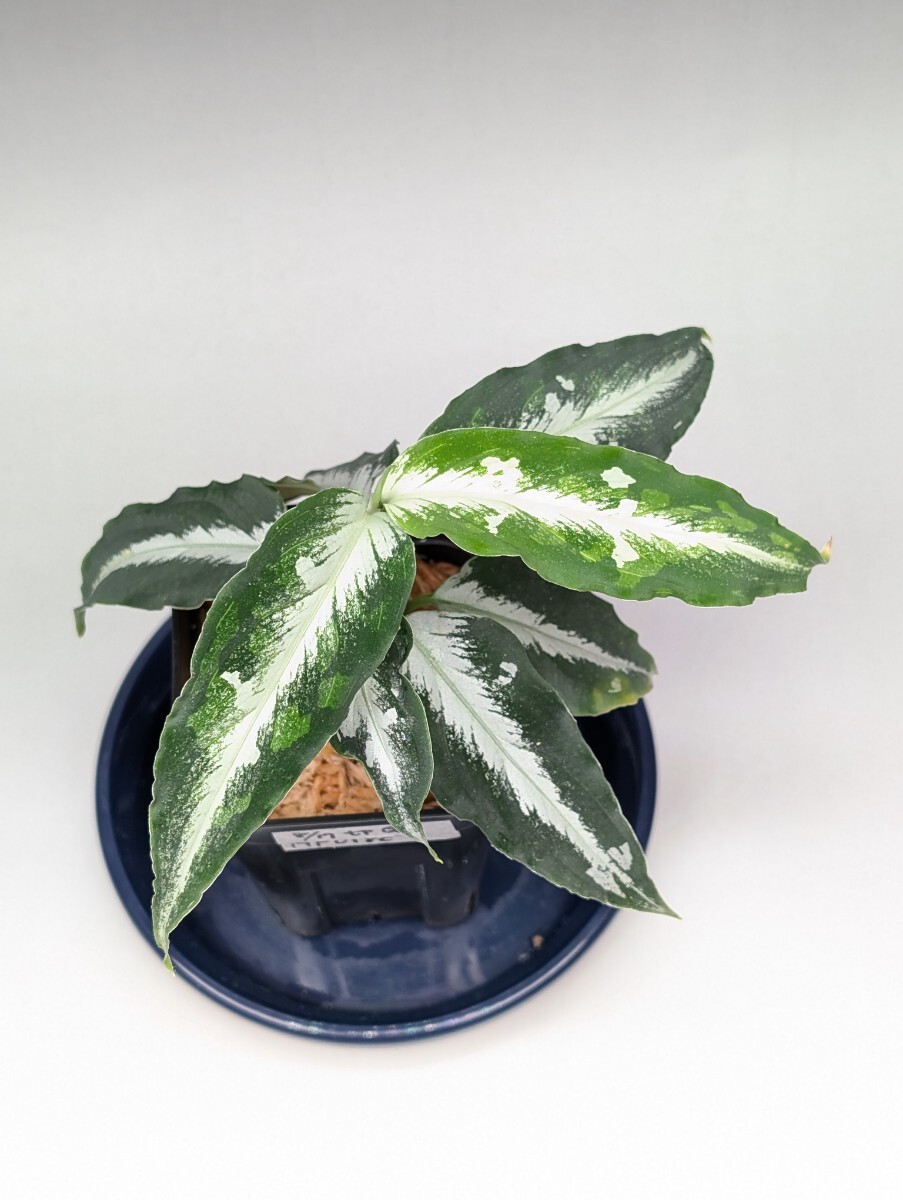 Yahoo!オークション - ネームド交配 オリジナル交配株 HF018_C個体 ア...