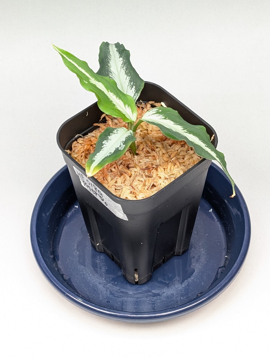 Yahoo!オークション - ネームド交配 オリジナル交配株 HF018_G個体 ア...