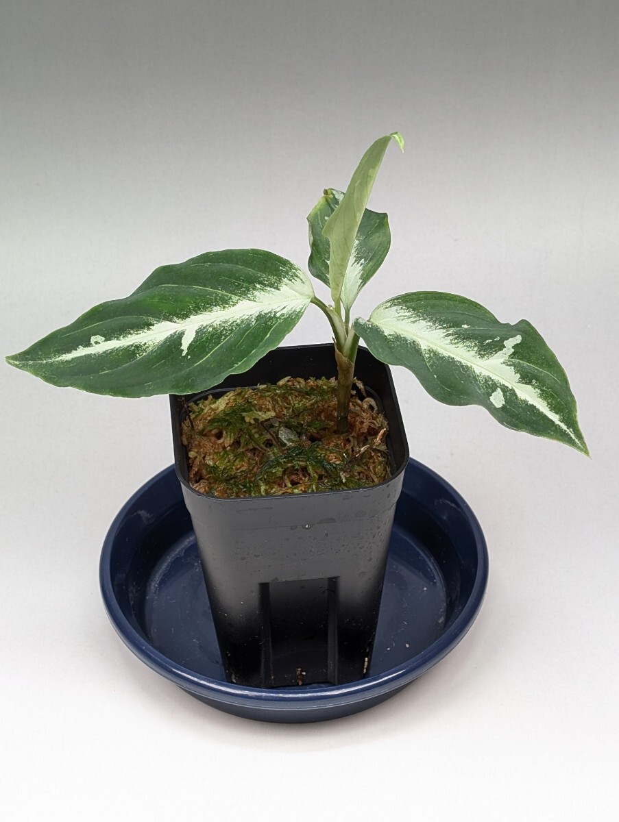 Yahoo!オークション - ネームド交配 オリジナル交配株 HF018_A個体 ア...