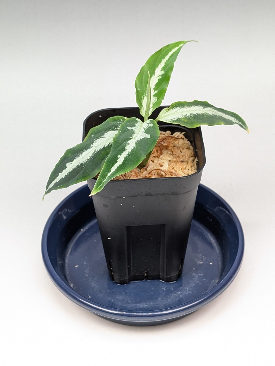 Yahoo!オークション - ネームド交配 オリジナル交配株 HF018_G個体 ア...