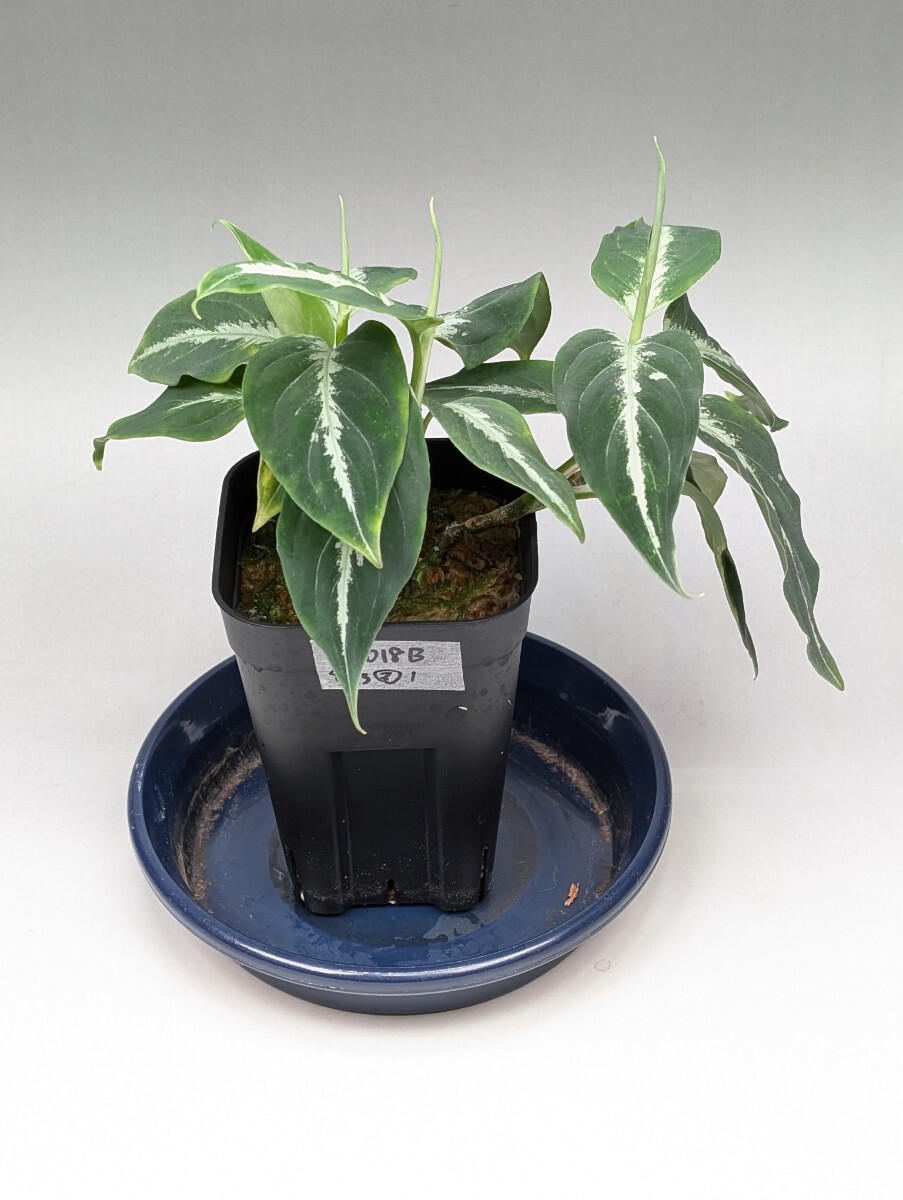 Yahoo!オークション - ネームド交配 オリジナル交配株 HF018_B個体 ア...