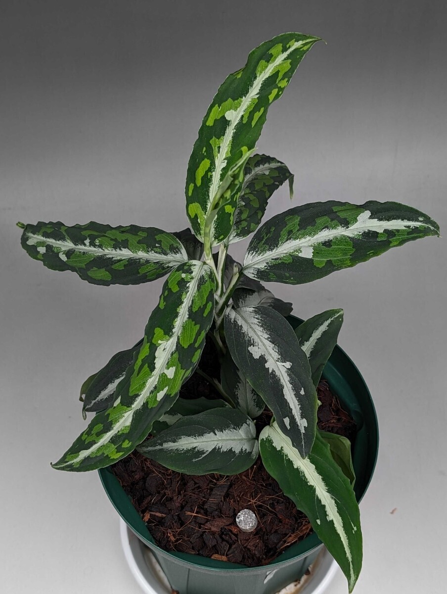 Yahoo!オークション - ネームド交配 オリジナル交配株 HF018_A個体 ア...