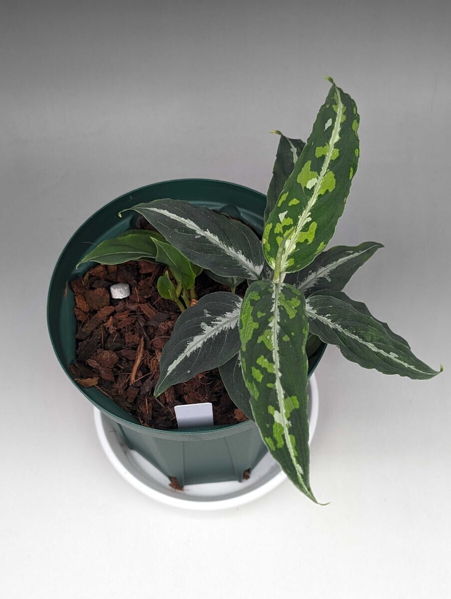 Yahoo!オークション - ネームド交配 オリジナル交配株 HF018_B個体 ア...