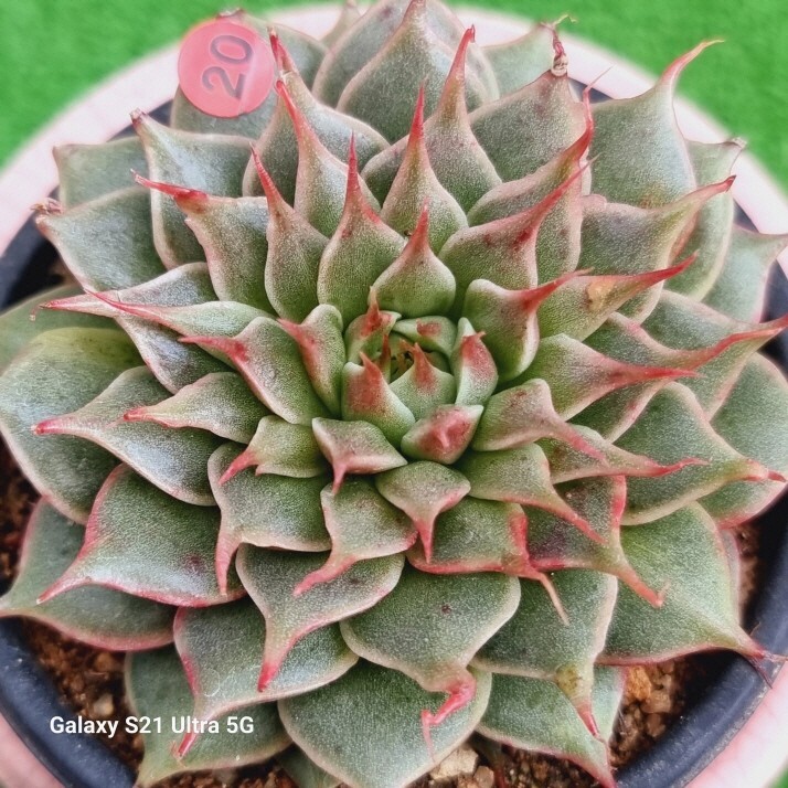 Yahoo!オークション - 1007発送-R020 シルバースター エケベリア 無料...