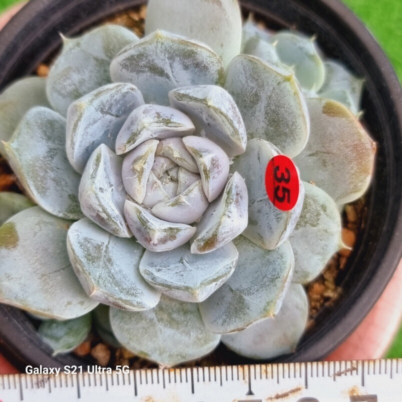 Yahoo!オークション - 1007発送-R035 スノーバニー エケベリア 無料発...