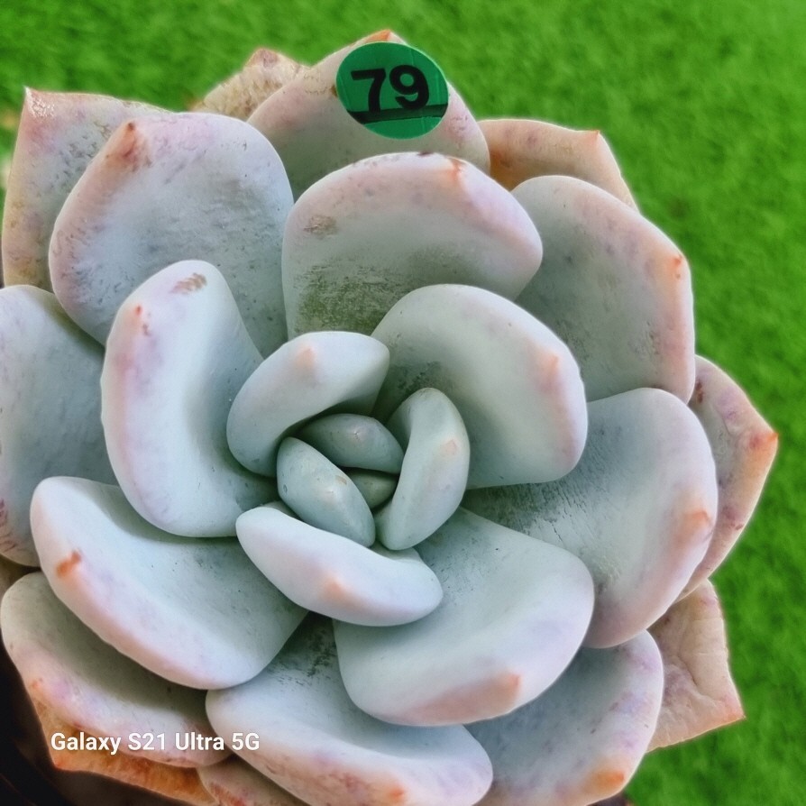 Yahoo!オークション - 0930発送-G079 ラウイ交配 エケベリア 無料発送 ...