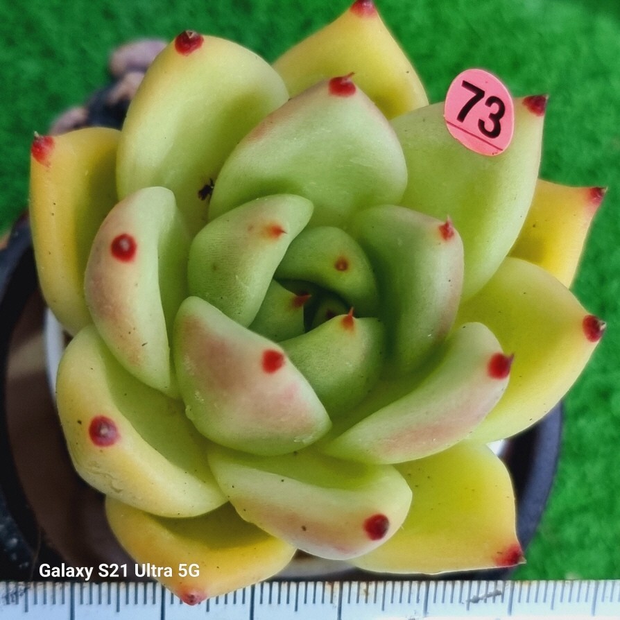 Yahoo!オークション - 1007発送-P073 青ぶさ エケベリア 無料発送 韓国...