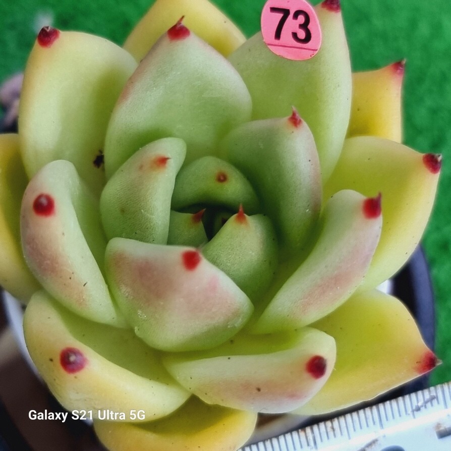 Yahoo!オークション - 1007発送-P073 青ぶさ エケベリア 無料発送 韓国...