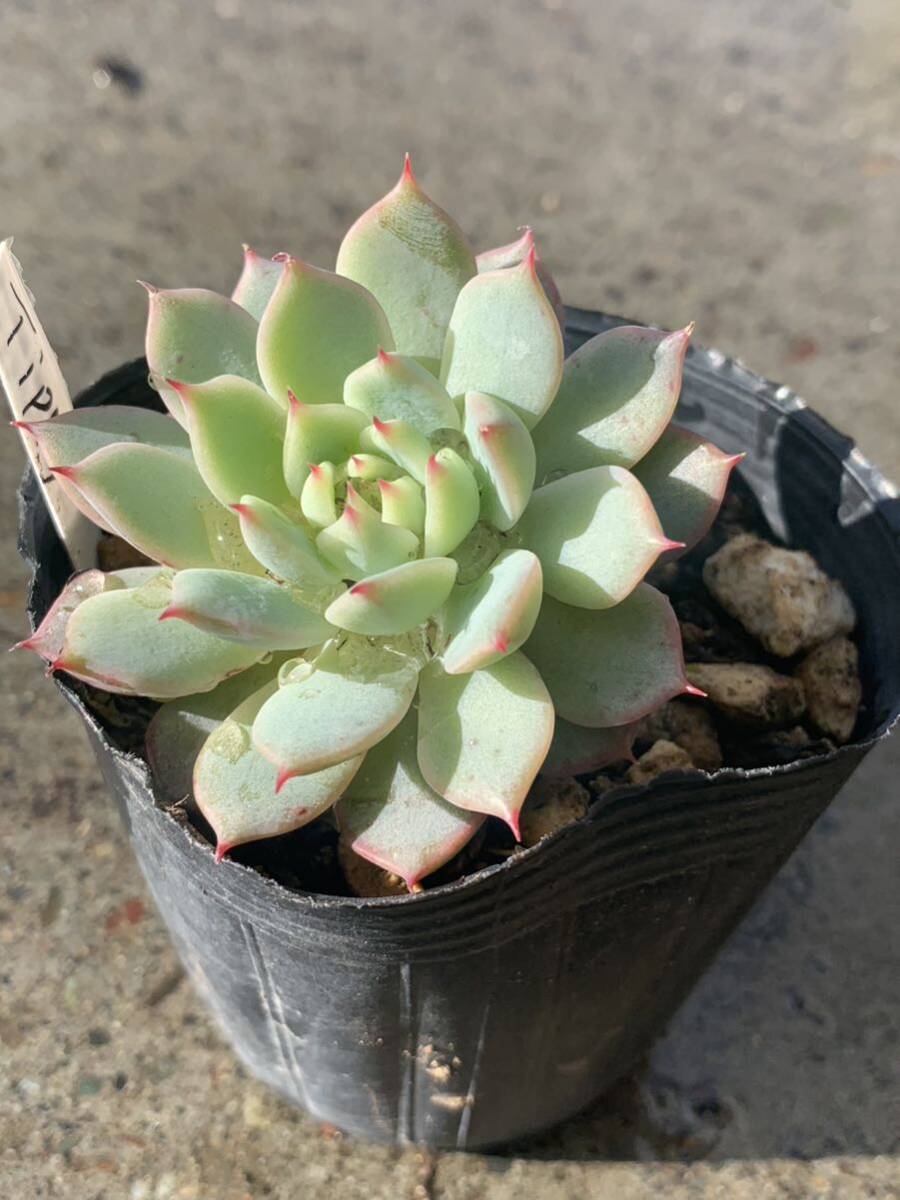 Yahoo!オークション - エケベリア Tippy