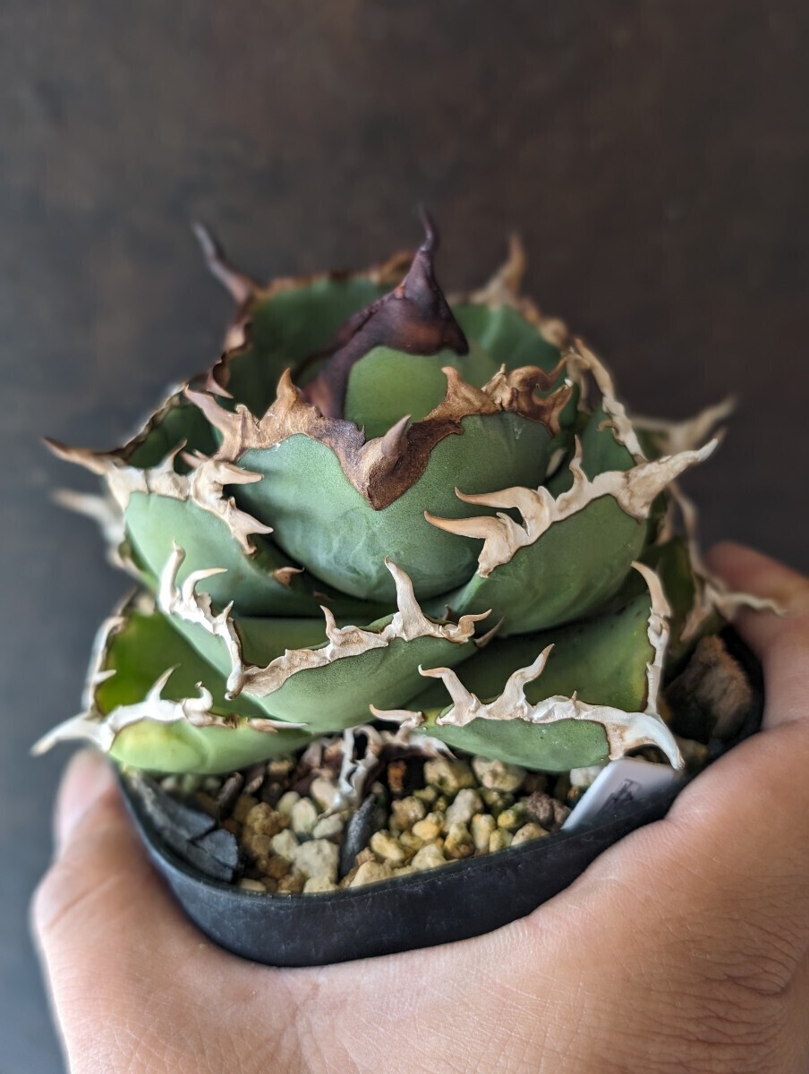 Yahoo!オークション - 【AGAVE TITANOTA fo76】アガベ チタノタ 子株