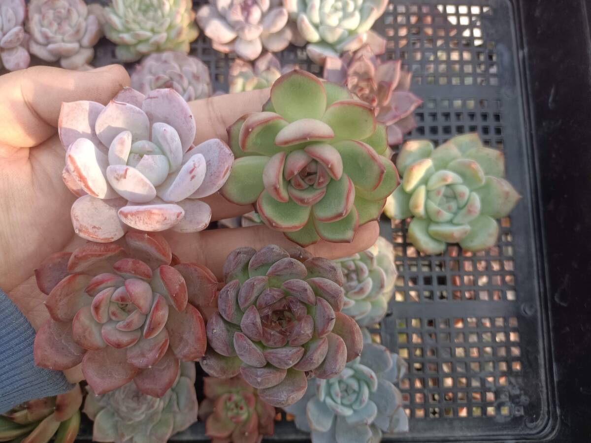 Yahoo!オークション - 1106Q-W079 30個 ミックス多肉植物 韓国 エケベ...