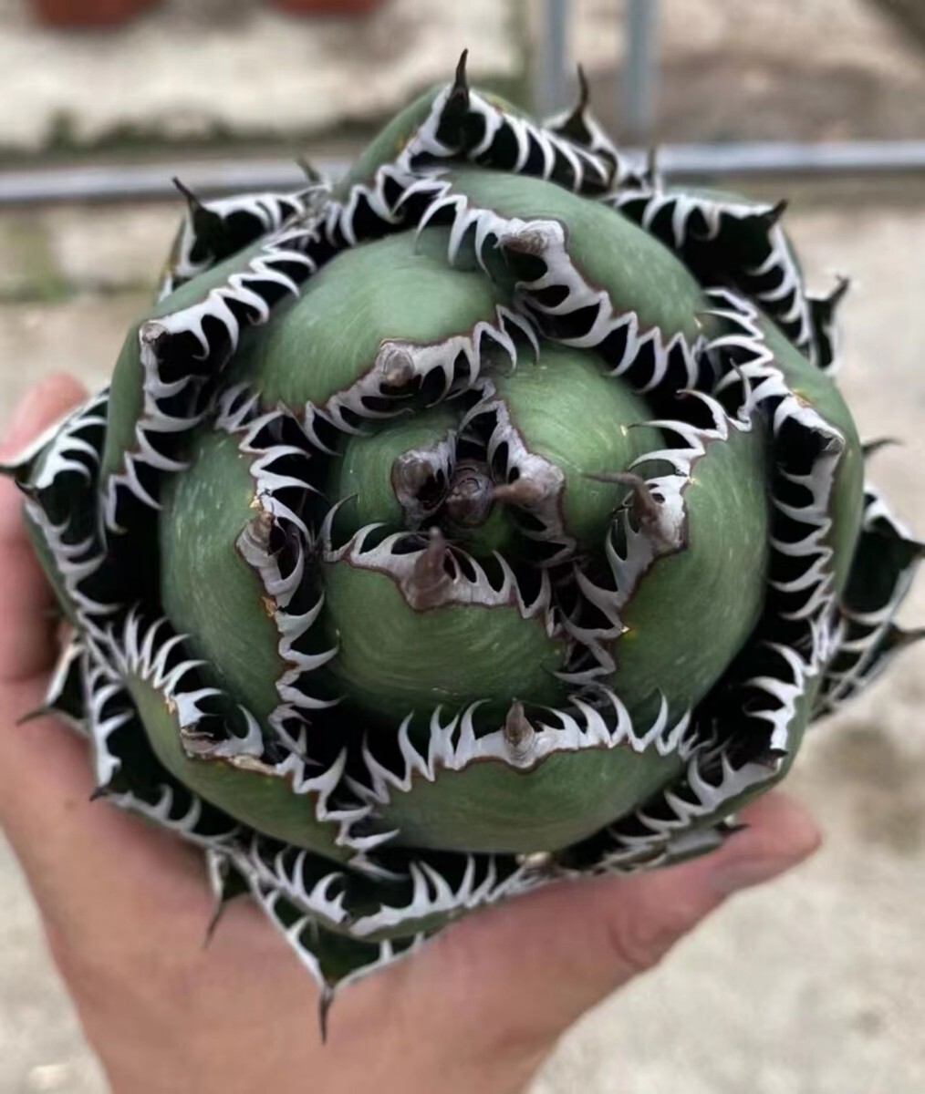 Yahoo!オークション - Lj_plants A146 多肉植物アガベ 電刺ホリダ 電刺...