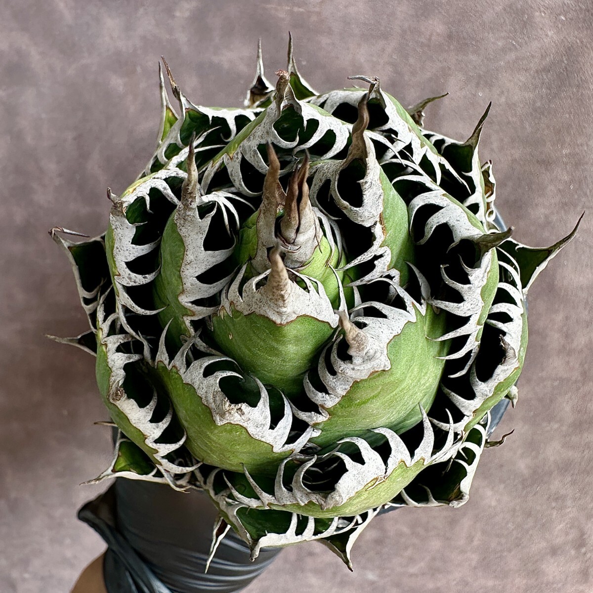 Yahoo!オークション - Lj_plants A194 激レア高級品種 多肉植物アガベ ...