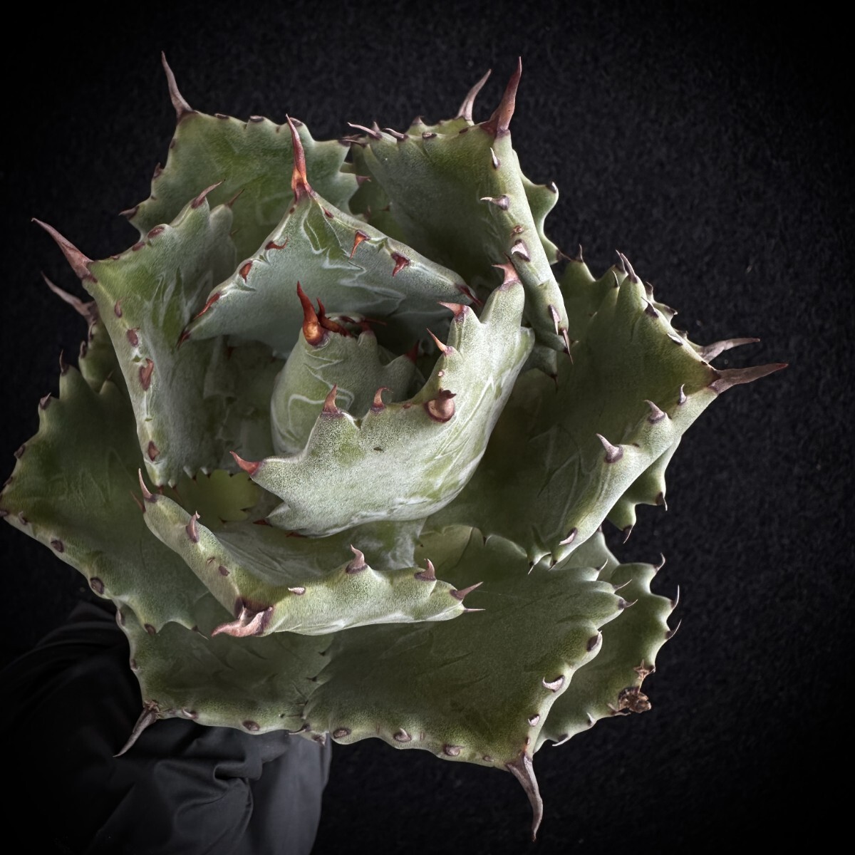 Yahoo!オークション - Lj_plants A121 多肉植物 アガベ 甲蟹 連棘 密...