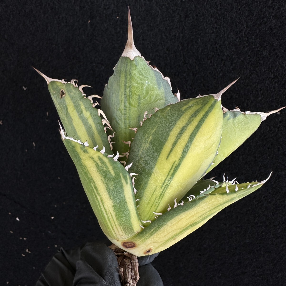 Yahoo!オークション - Lj_plants A123 多肉植物 アガベチタノタ錦 鮮...