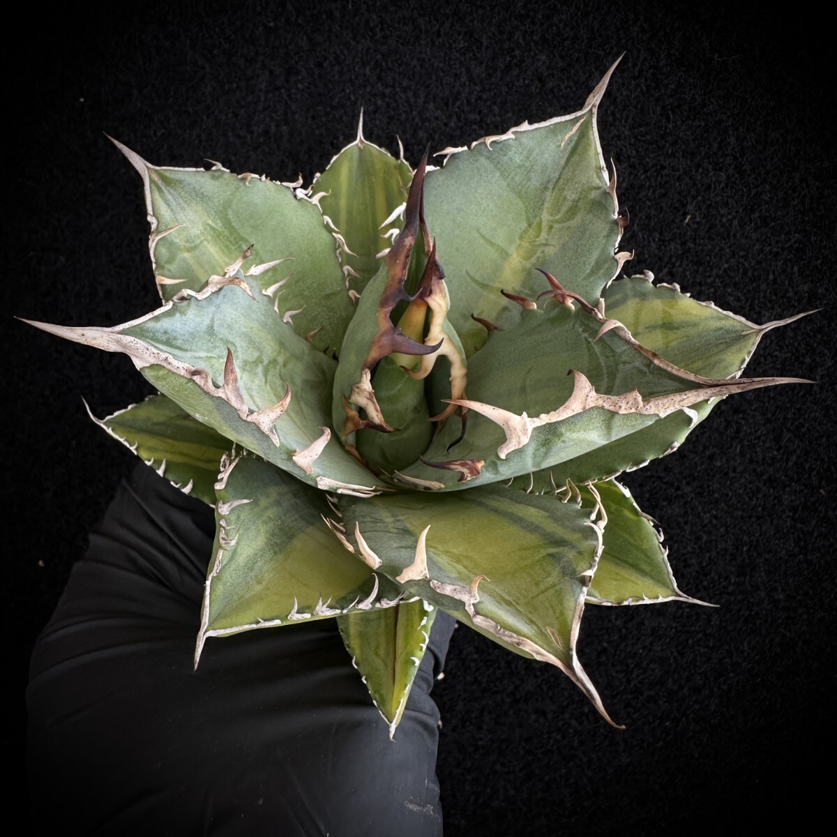 Yahoo!オークション - Lj_plants A123 多肉植物 アガベチタノタ錦 鮮...