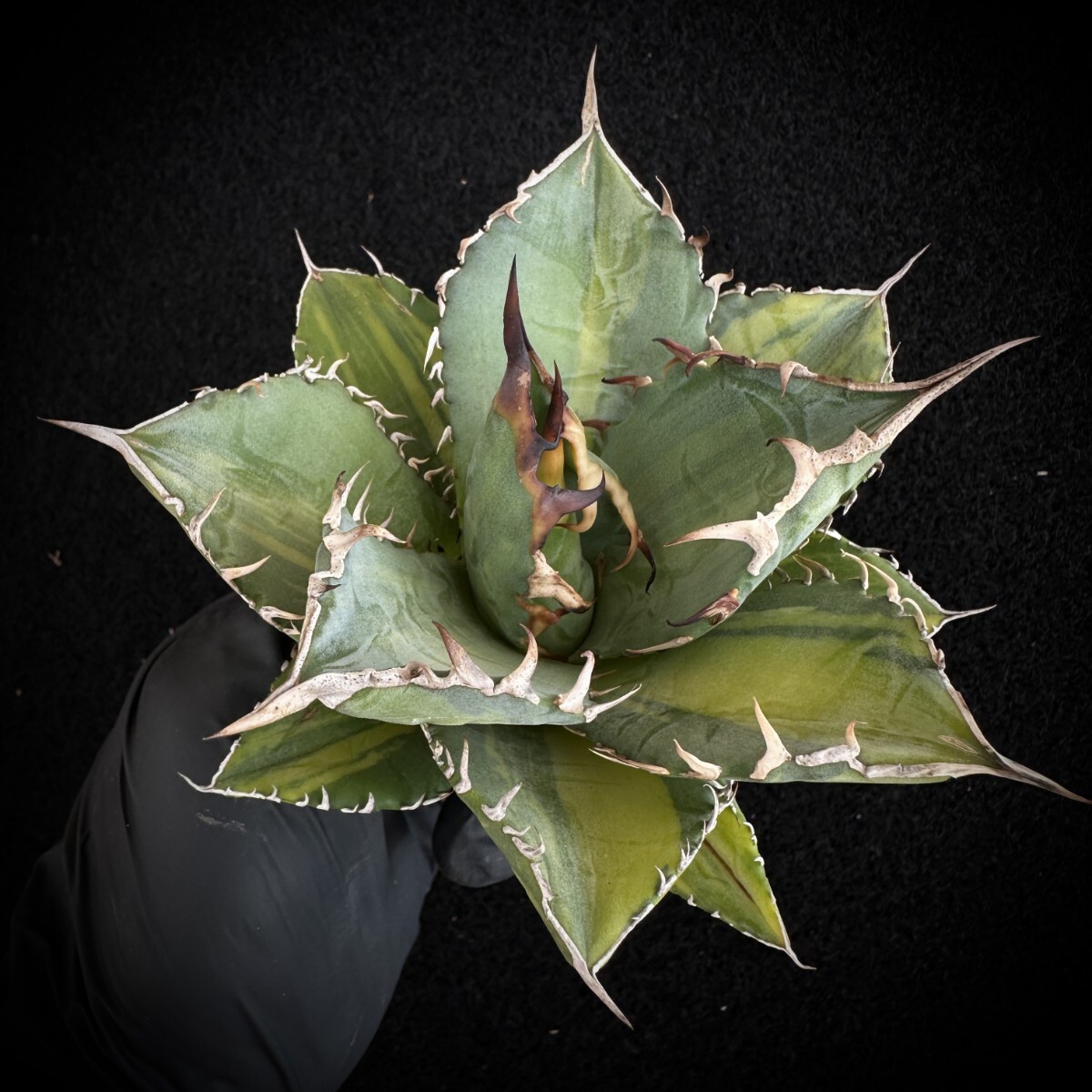 Yahoo!オークション - Lj_plants A123 多肉植物 アガベチタノタ錦 鮮...