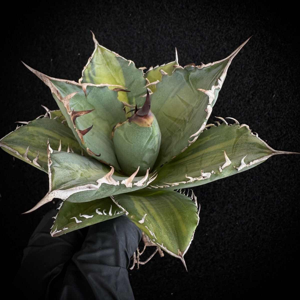 Yahoo!オークション - Lj_plants A123 多肉植物 アガベチタノタ錦 鮮...