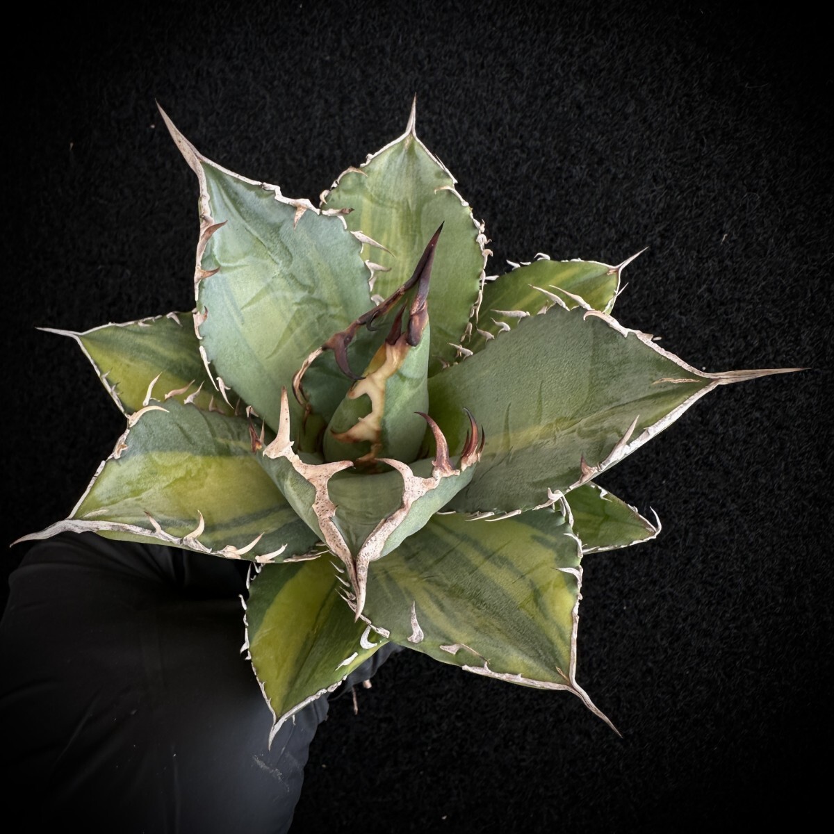 Yahoo!オークション - Lj_plants A123 多肉植物 アガベチタノタ錦 鮮...