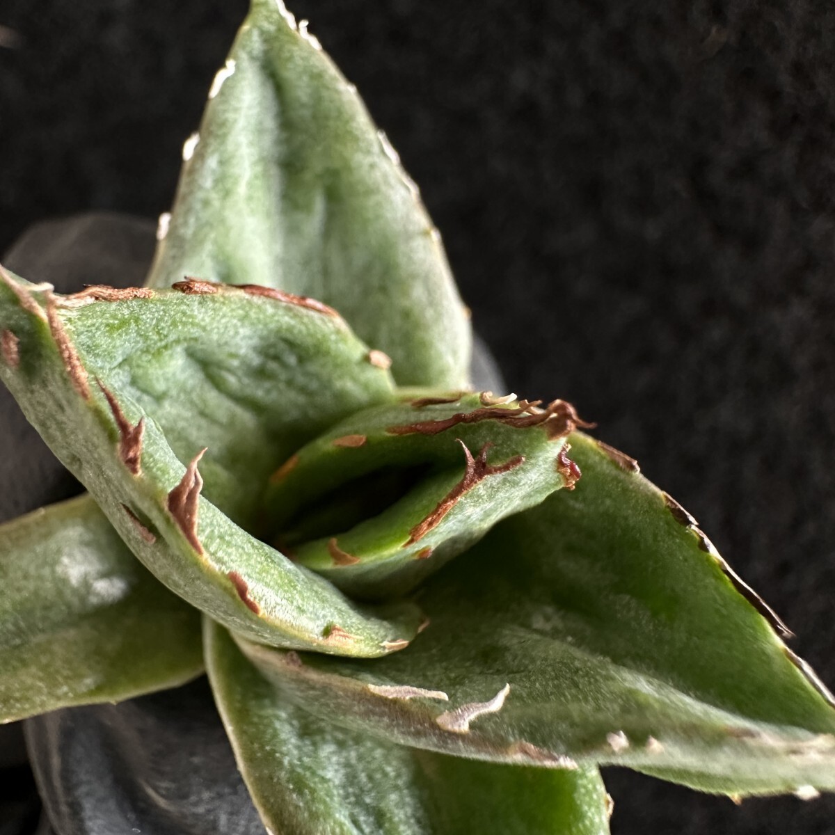 Yahoo!オークション - Lj_plants A138新種の先発です 貴重な希少種 多...