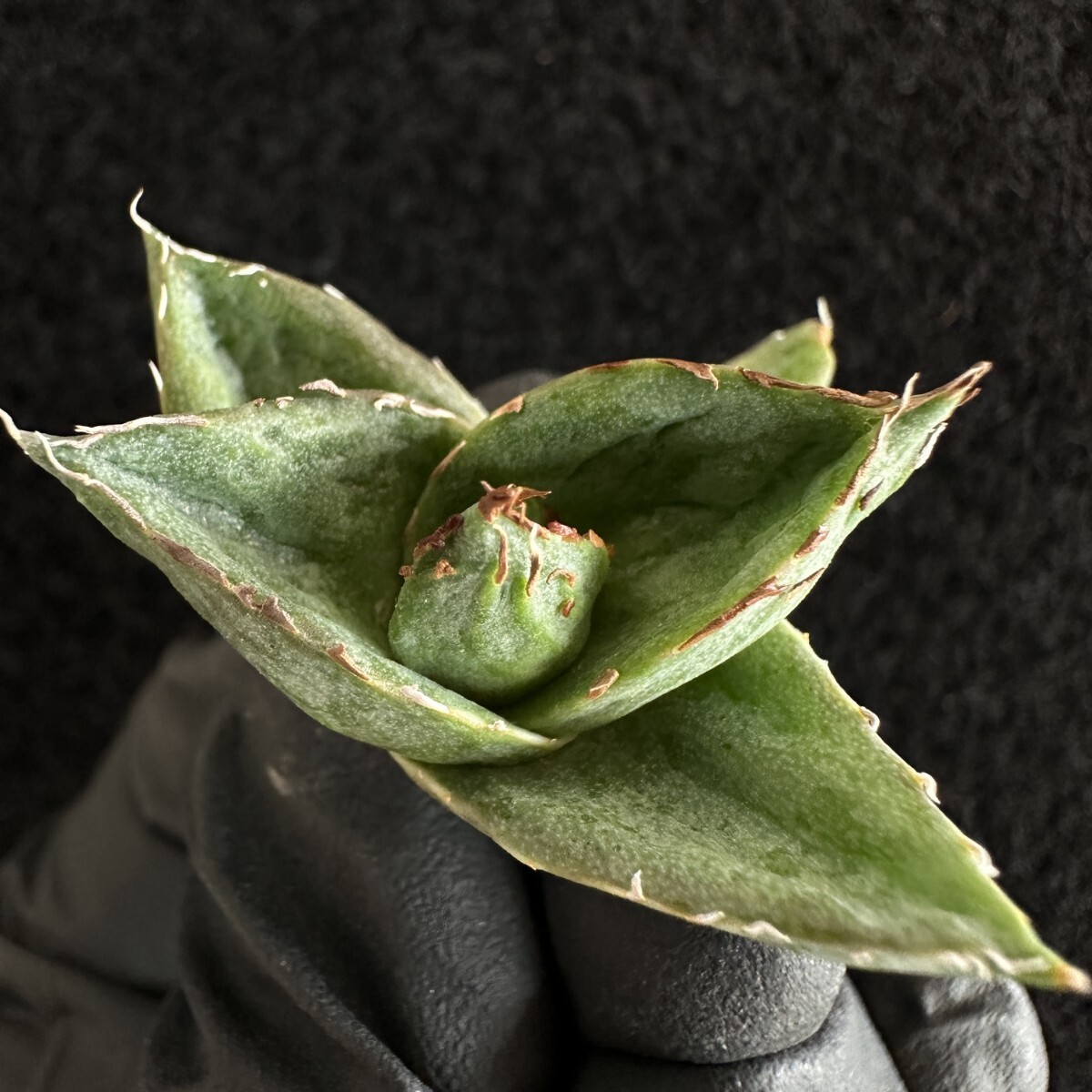 Yahoo!オークション - Lj_plants A138新種の先発です 貴重な希少種 多...