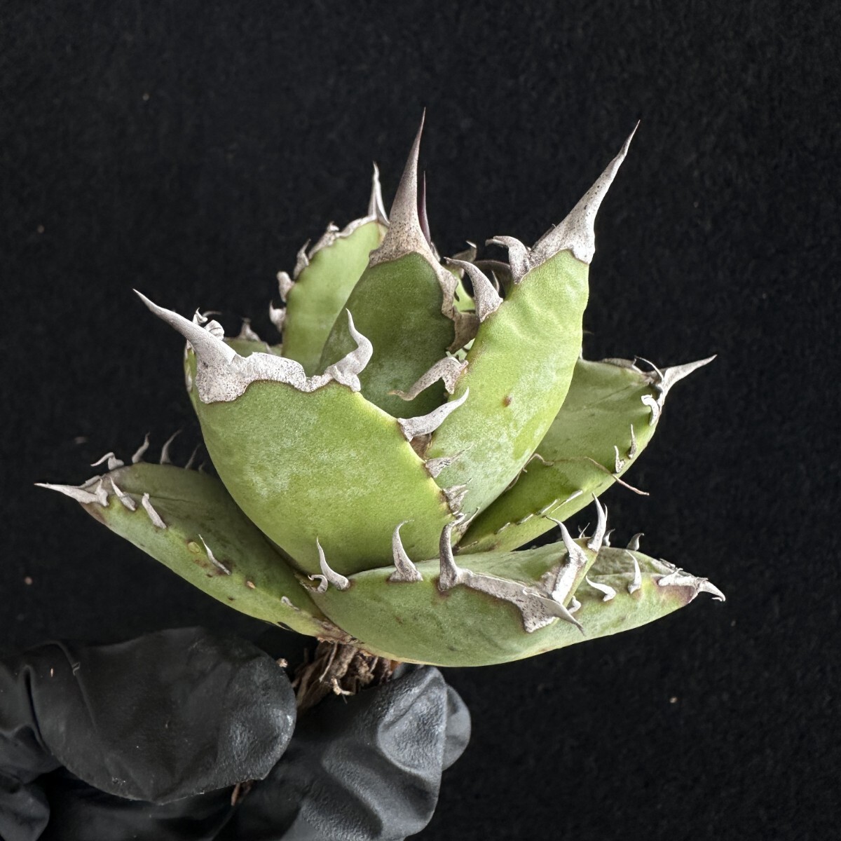 Yahoo!オークション - Lj_plants A171 厳選 アガベ チタノタ実生 厳選...