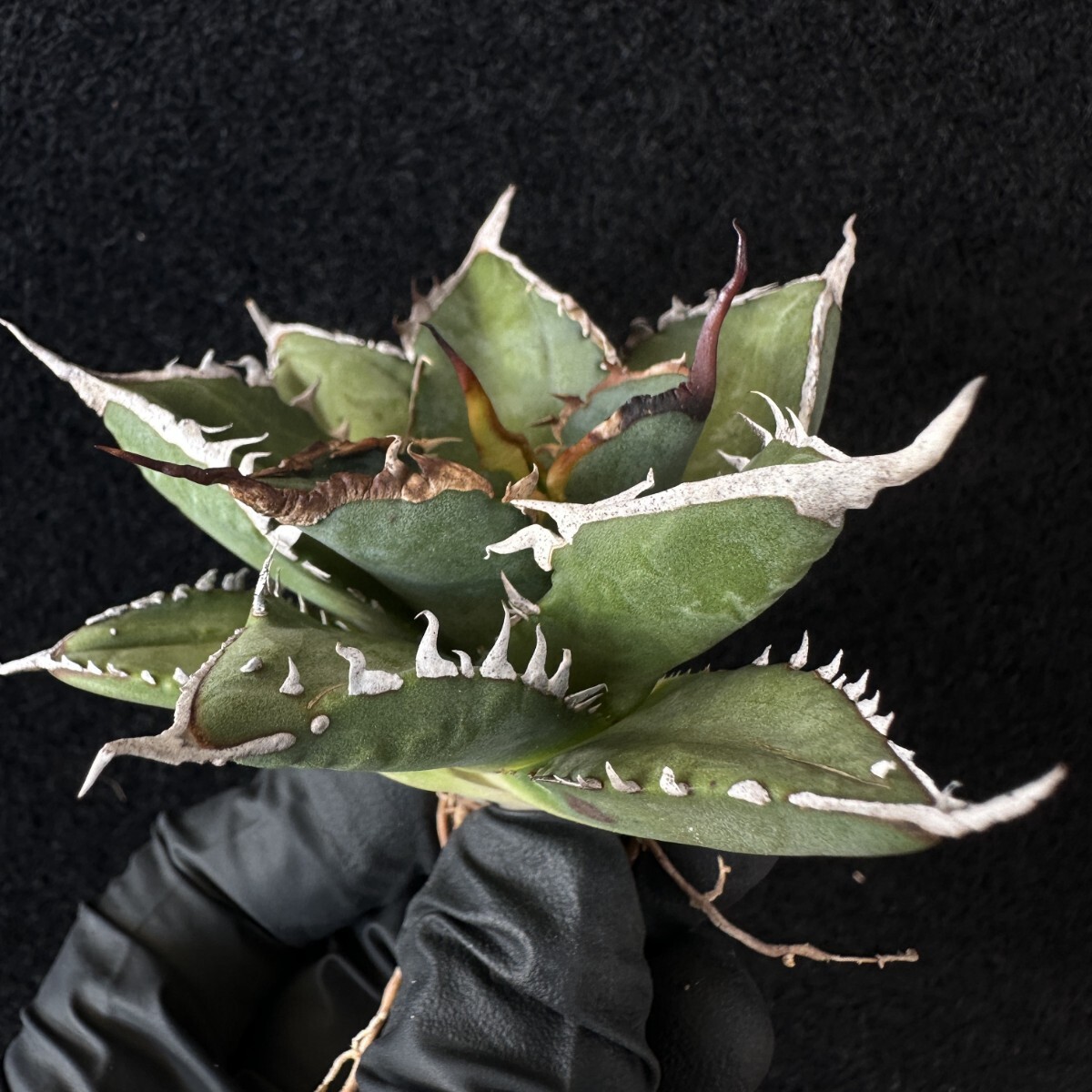 Yahoo!オークション - Lj_plants A241 特選 アガベ 多肉植物 チタノタ ...