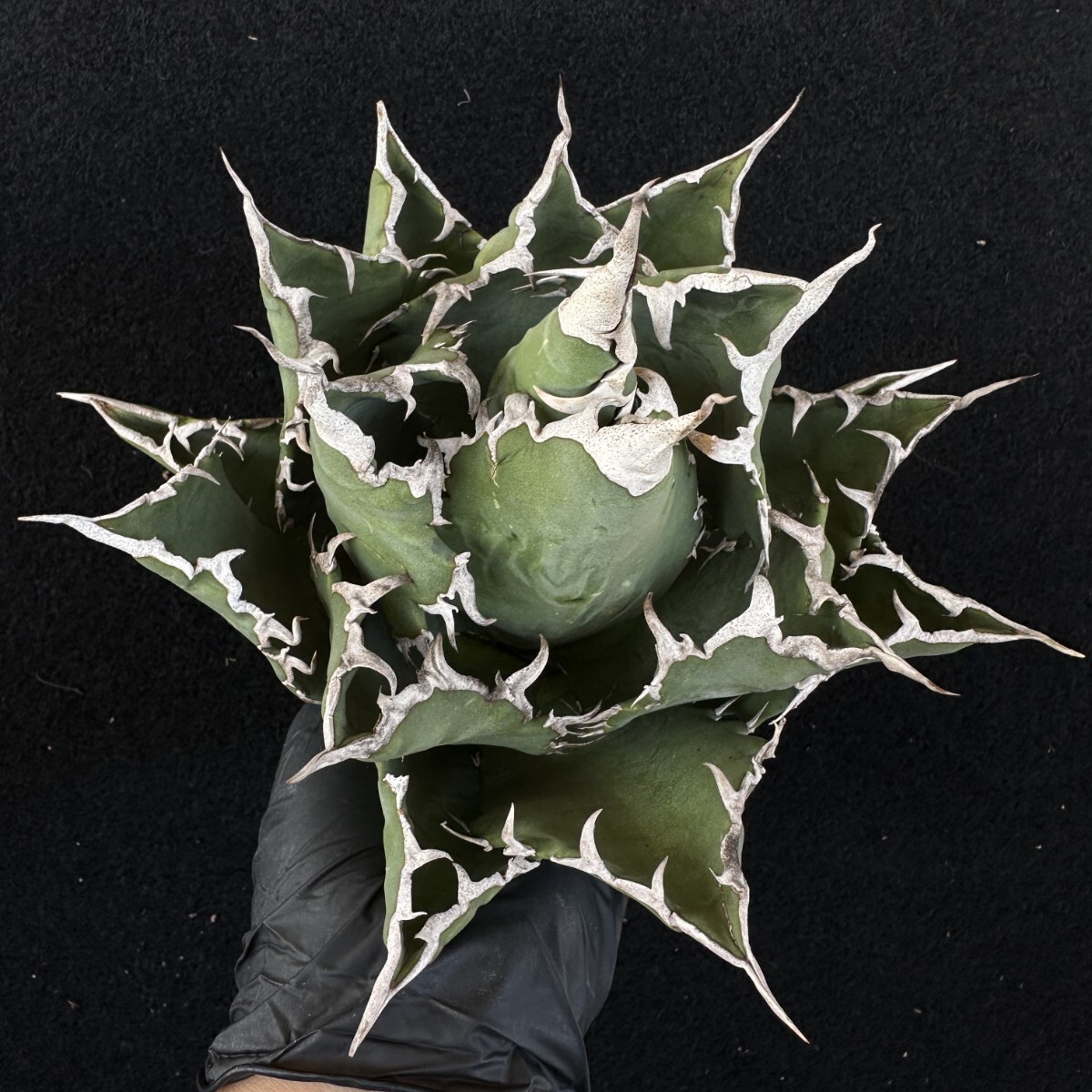 Yahoo!オークション - Lj_plants A271 限定特選株 アガベ チタノタ 無...