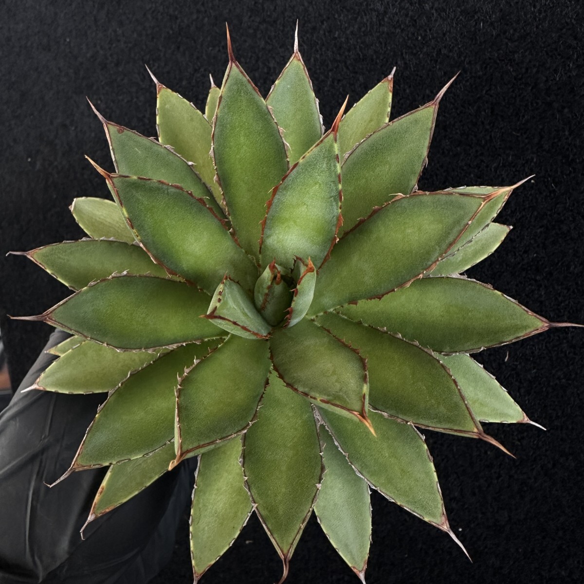 Yahoo!オークション - Lj_plants A291 激レア高級品種 多肉植物 アガ...