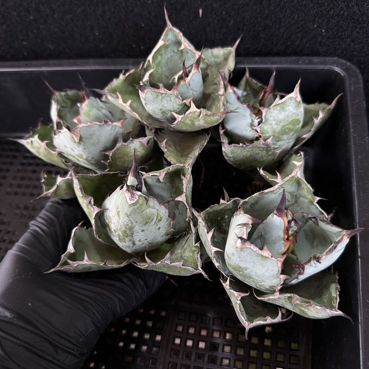 Yahoo!オークション - Lj_plants A384 アガベ チタノタ BB ブラックア...