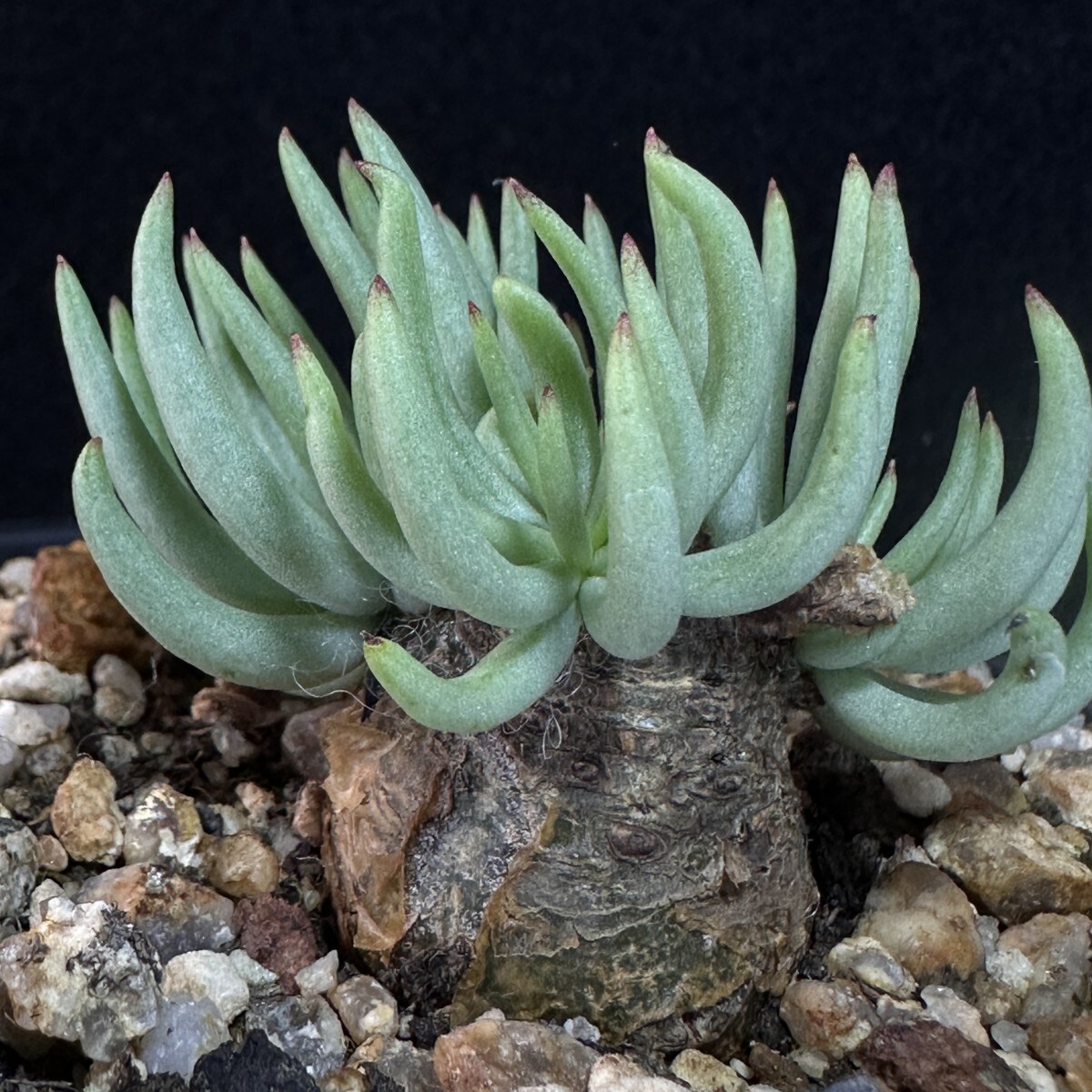 Yahoo!オークション - Lj_plants A391 特選 塊根植物 チレコドン ペア...