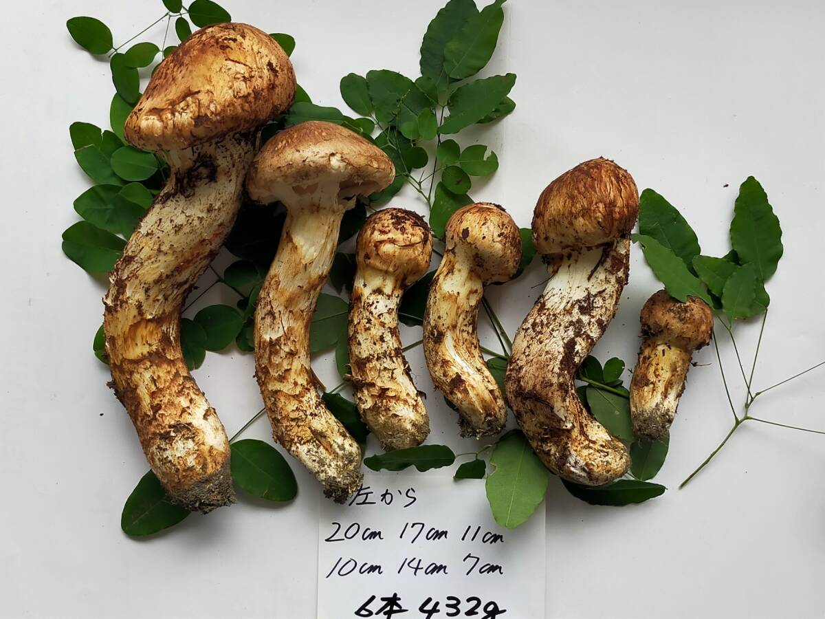 Yahoo!オークション - 岩手・県北産・松茸 6本 432g