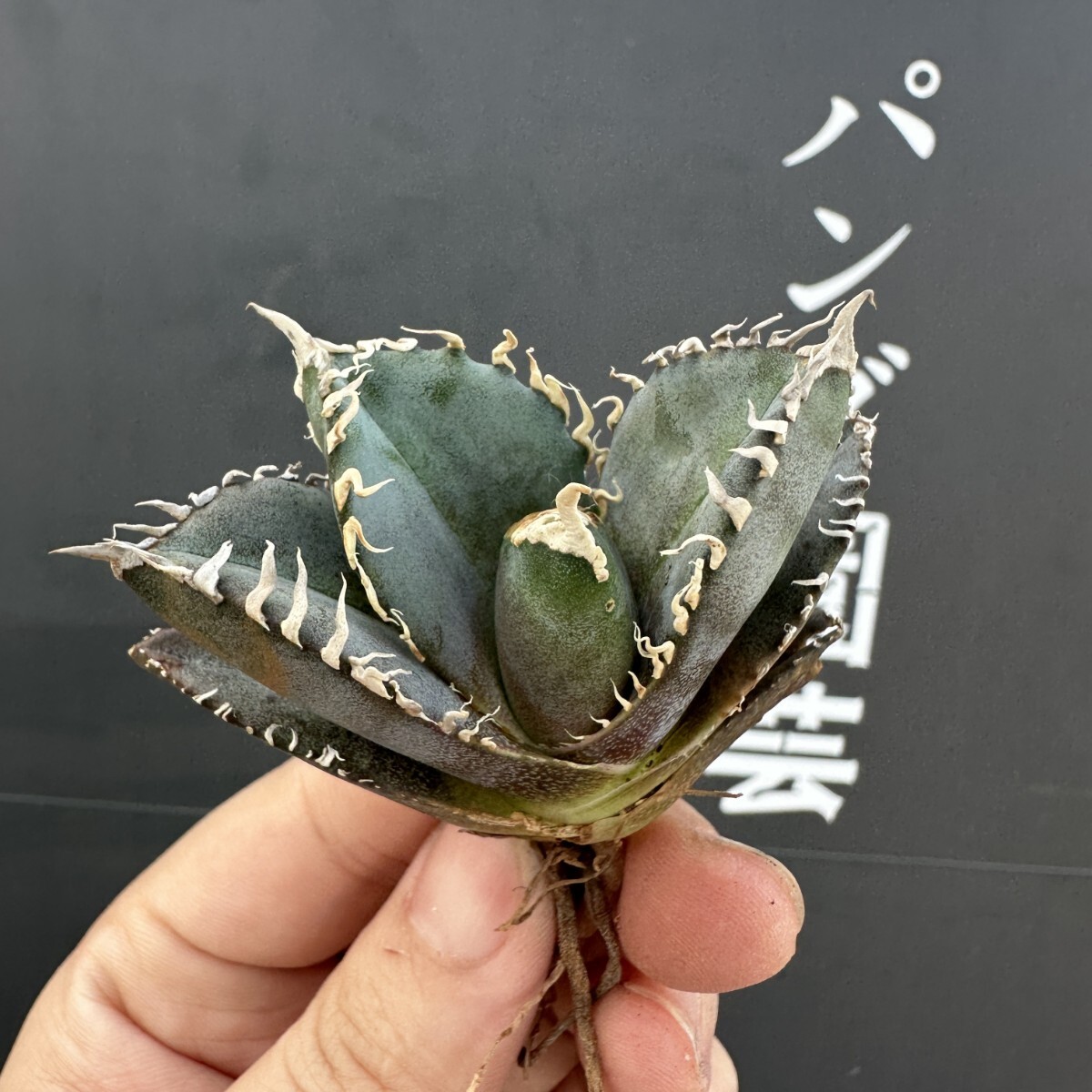 Yahoo!オークション - D59【パンダ園芸】発根済 アガベ チタノタ 金剛 ...