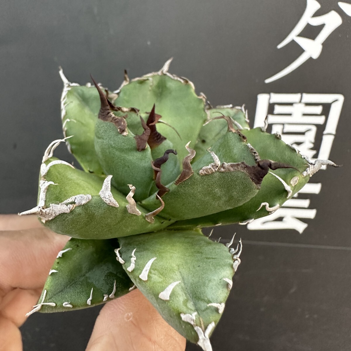 Yahoo!オークション - L59【パンダ園芸】 アガベ チタノタ魔丸 メリク...