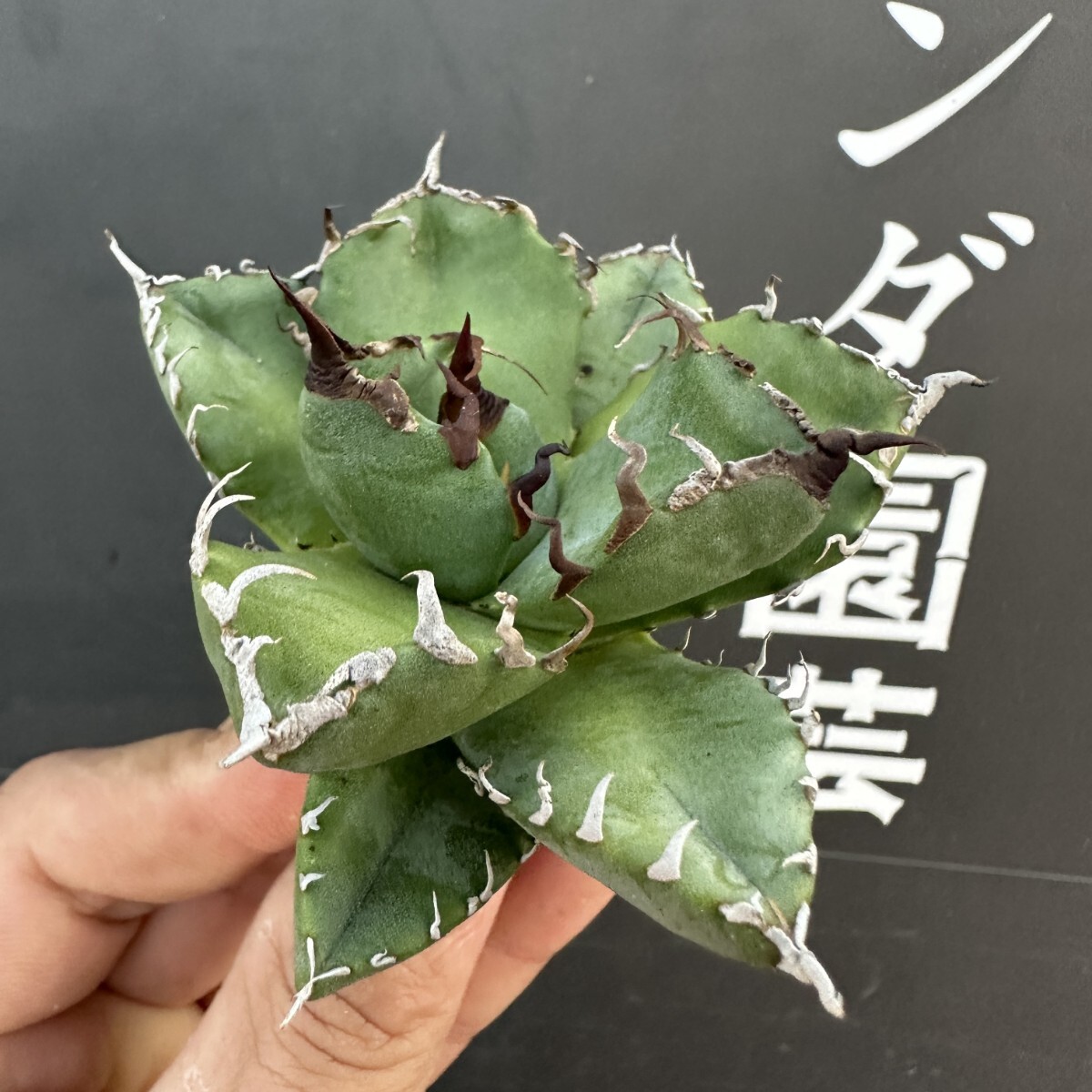 Yahoo!オークション - L59【パンダ園芸】 アガベ チタノタ魔丸 メリク...