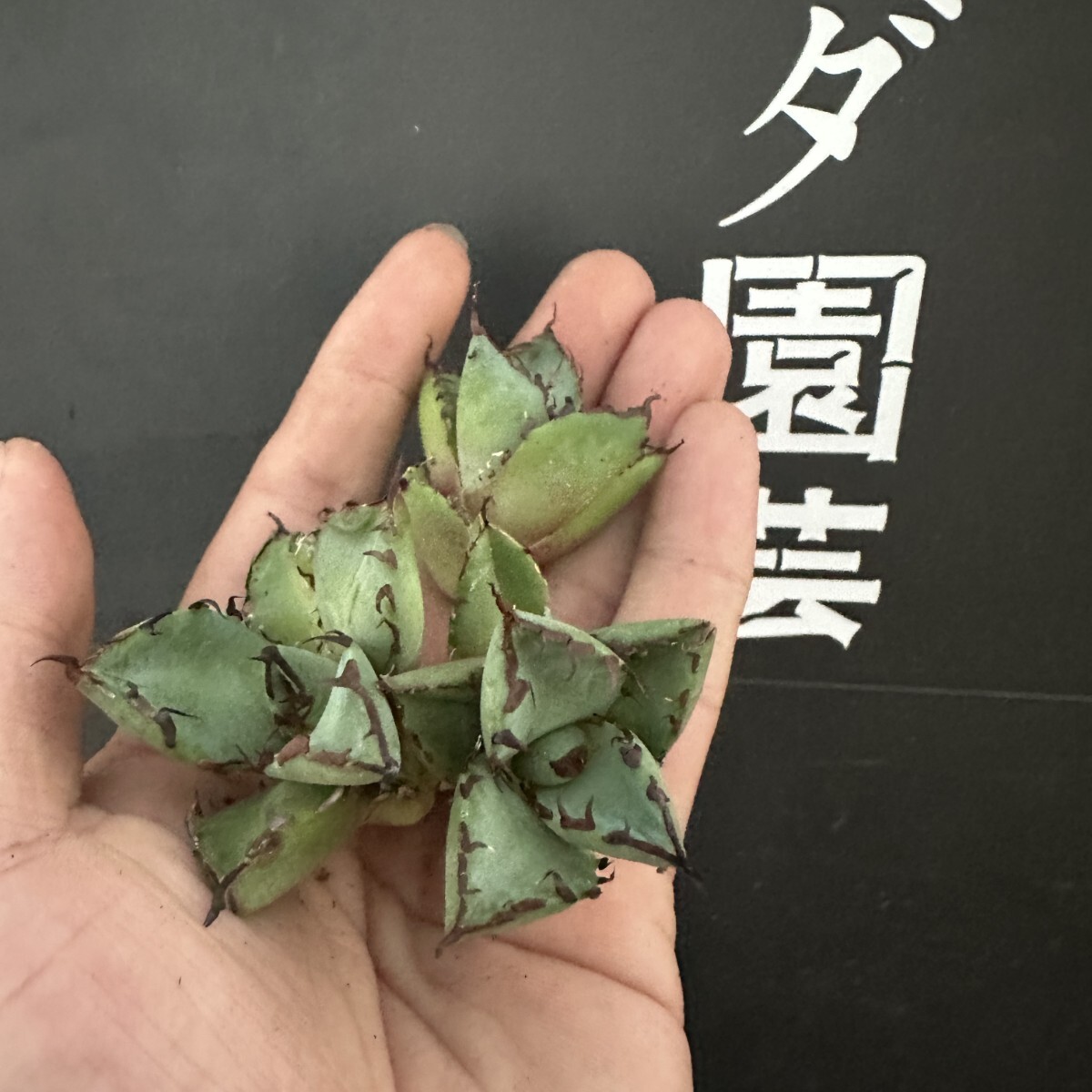 Yahoo!オークション - L76【パンダ園芸】特選 アガベ 多肉植物 チタノ...