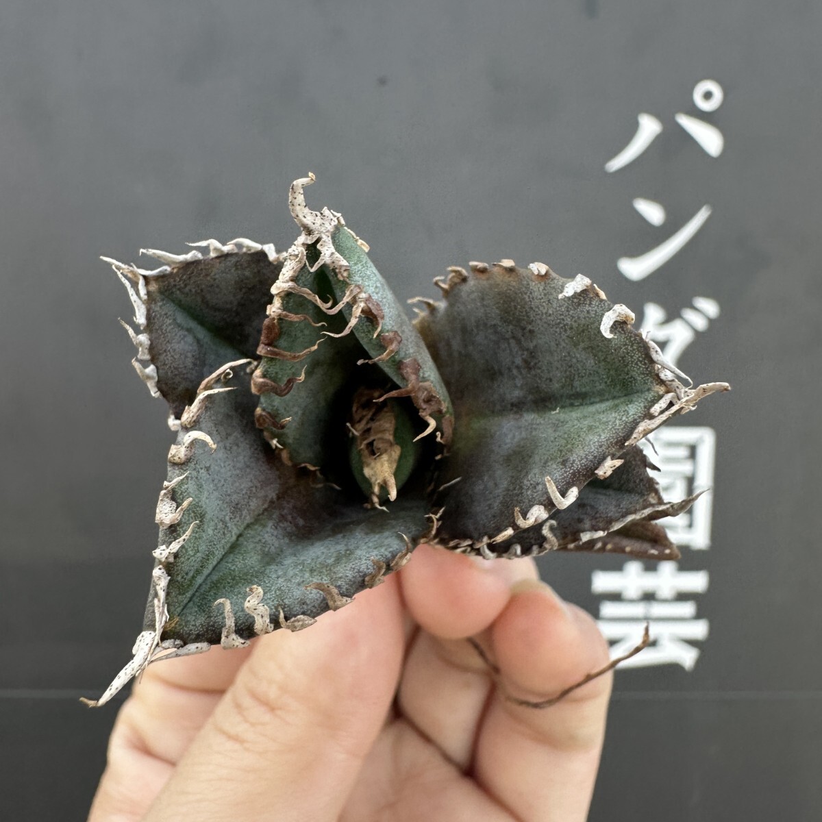 Yahoo!オークション - K33【パンダ園芸】発根済 アガベ チタノタ 金剛 ...