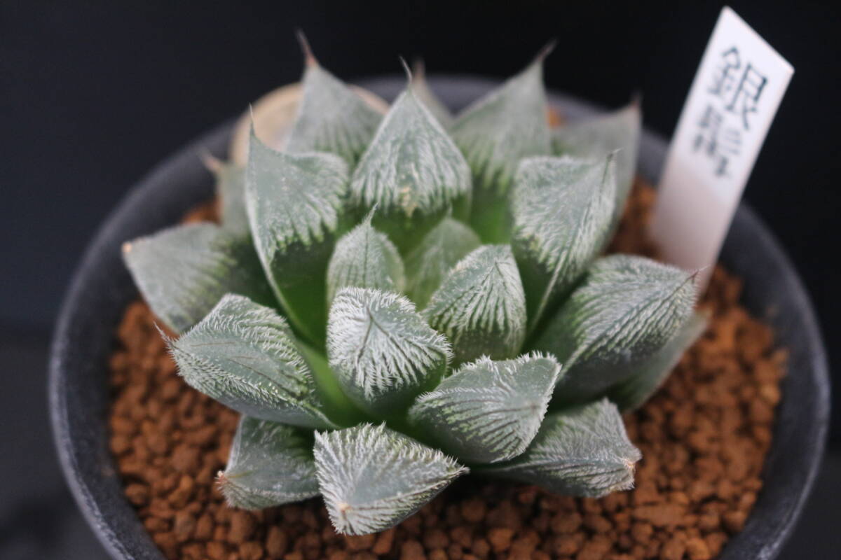 Yahoo!オークション - 銀髯 サボテン 多肉植物 ハオルチア