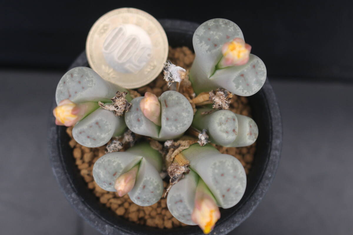 Yahoo!オークション - 神笛玉 サボテン 多肉植物 リトープス C206