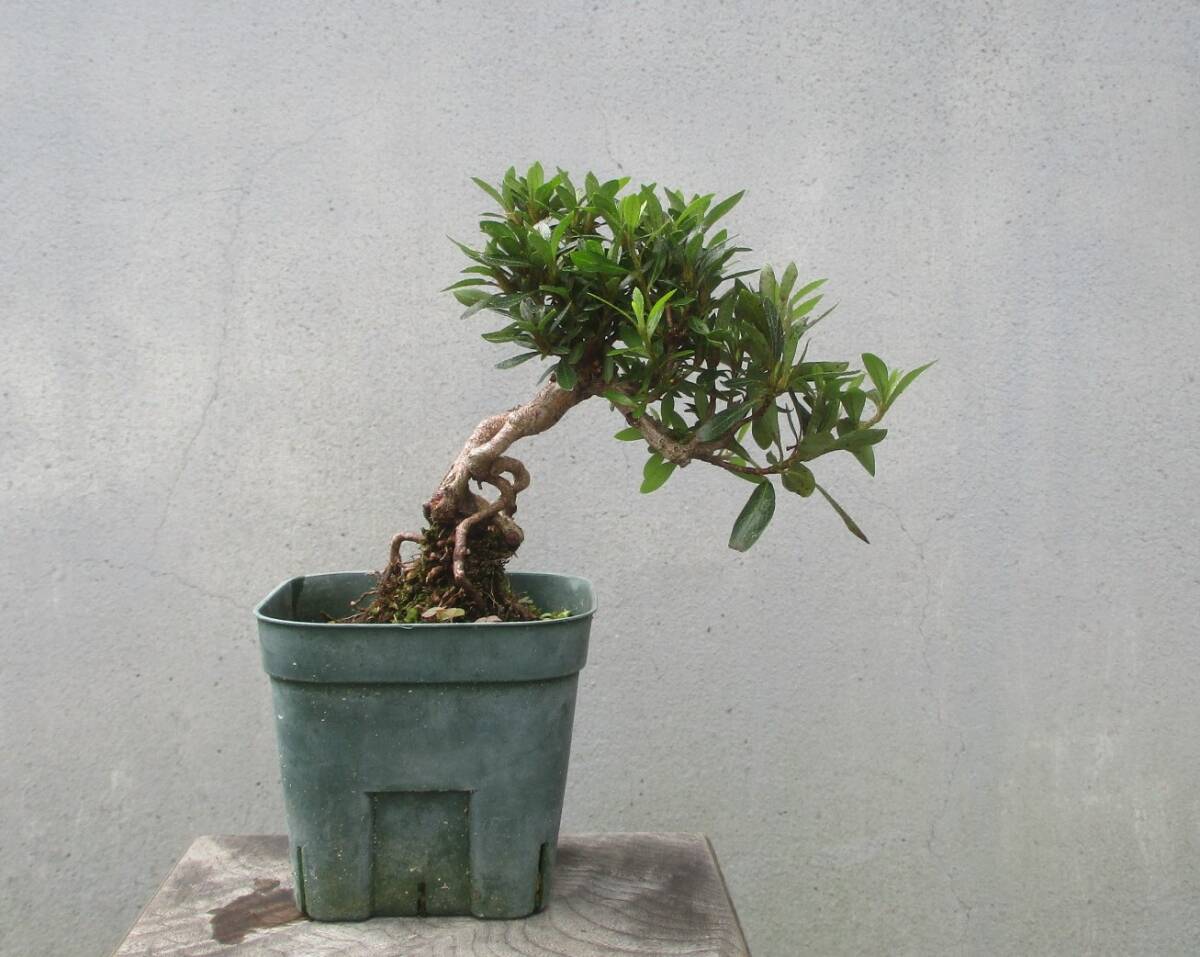 Yahoo!オークション - 小品 根上がり さつき盆栽 光琳 鉢 9 9cm