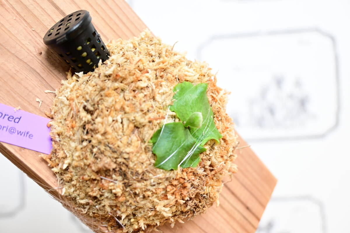 Yahoo!オークション - P.Ginka spored① ＠ビカ森wife 板付品 ギンカ ...