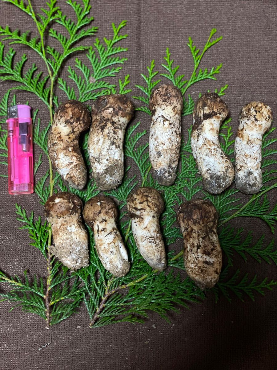 Yahoo!オークション - ⑥長野県産 天然 松茸 【つぼみ特盛】252g（写真...