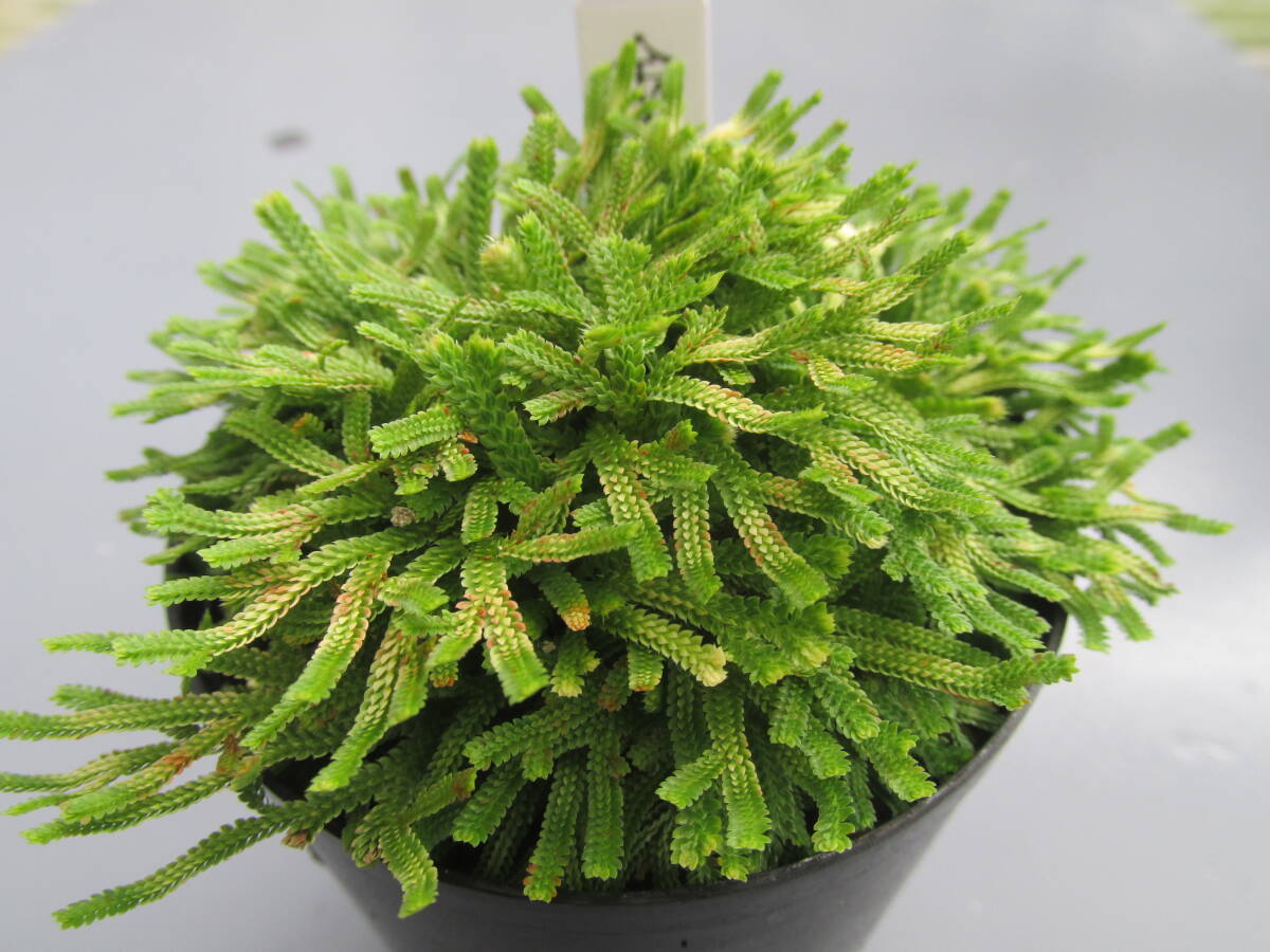 Yahoo!オークション - イワヒバ 珍品です 【金剛宝】苗から育ててみま...