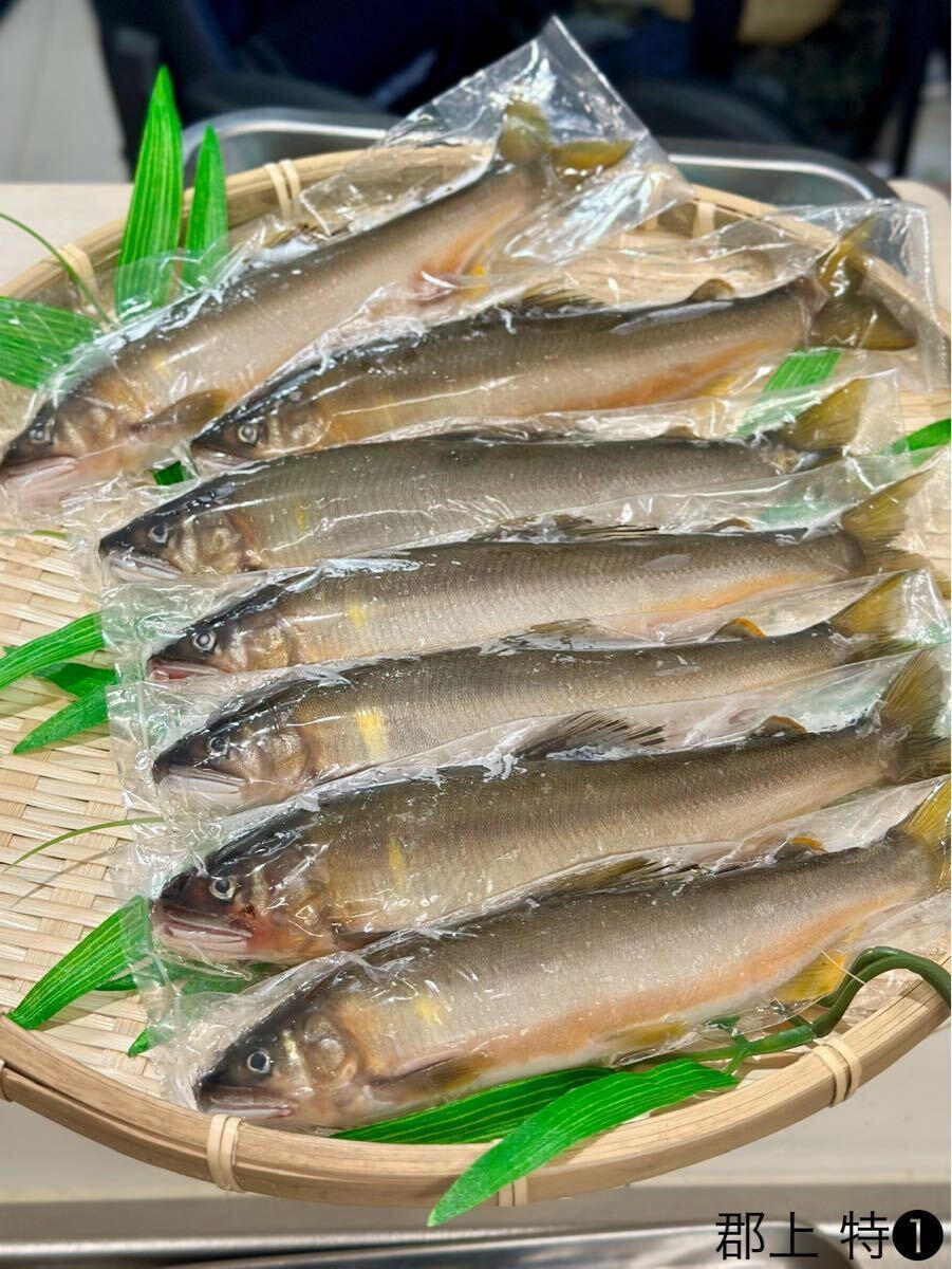 Yahoo!オークション - 特選 ブランド 長良川 郡上鮎 天然 鮎 7匹 20cm...