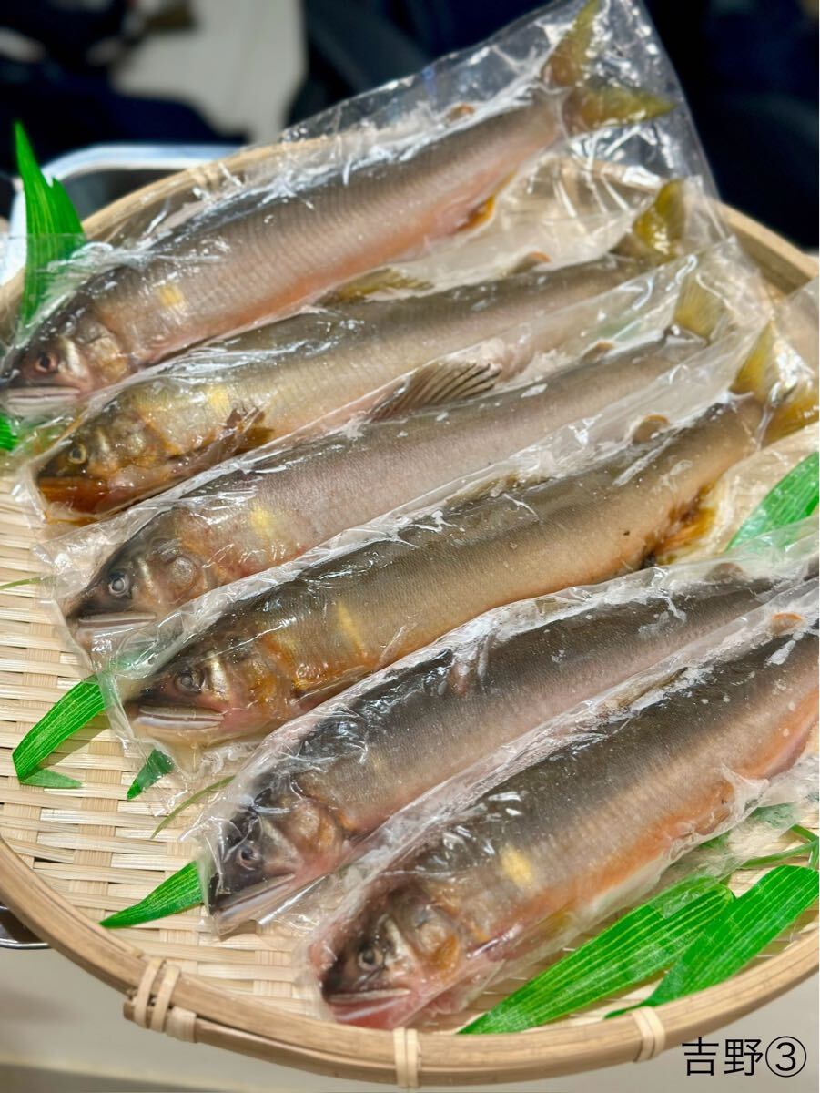 Yahoo!オークション - 大型 徳島県吉野川 天然鮎 6匹 23cm〜25cm 約92...