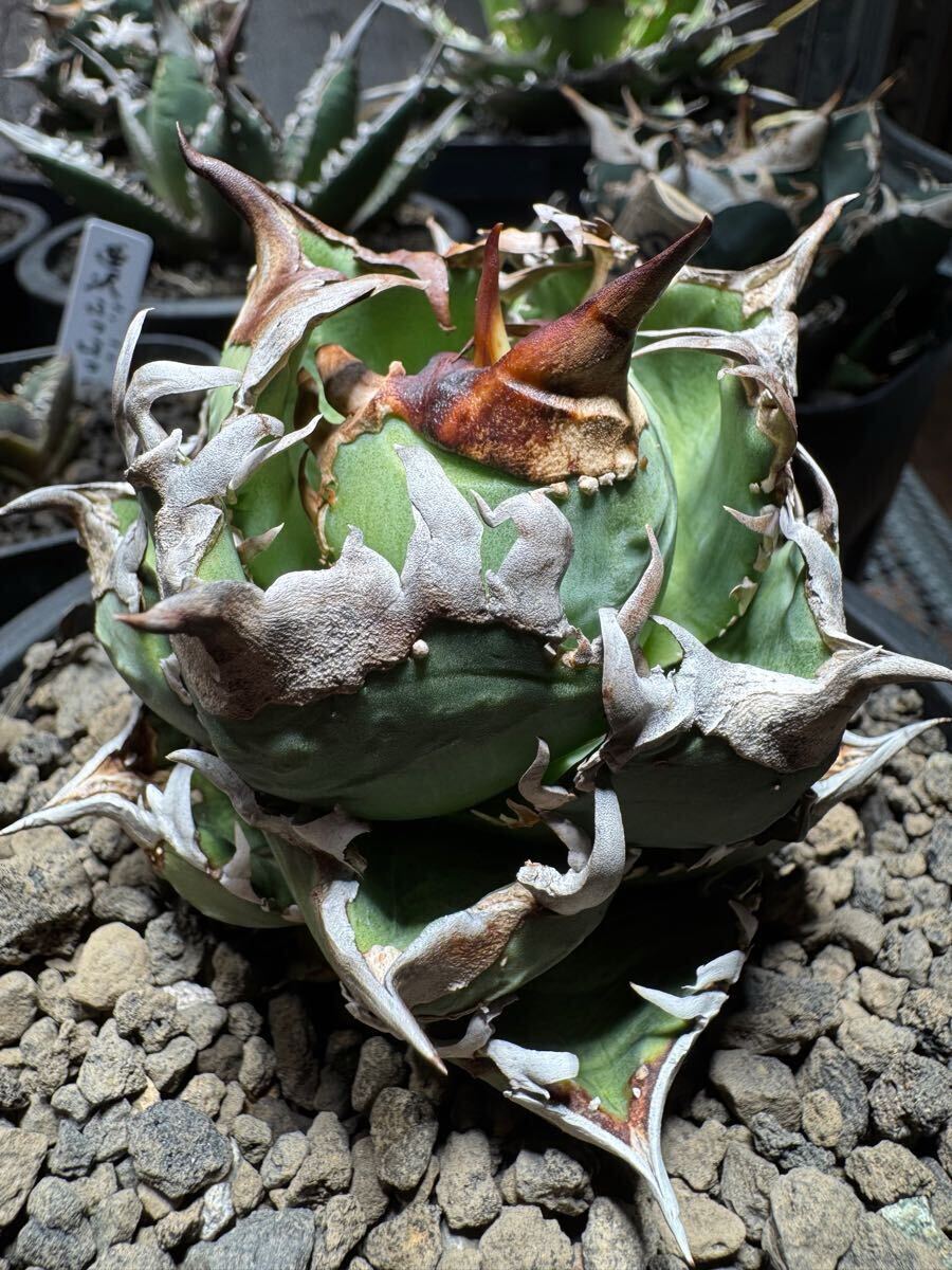 Yahoo!オークション - アガベ CJ-11 子株