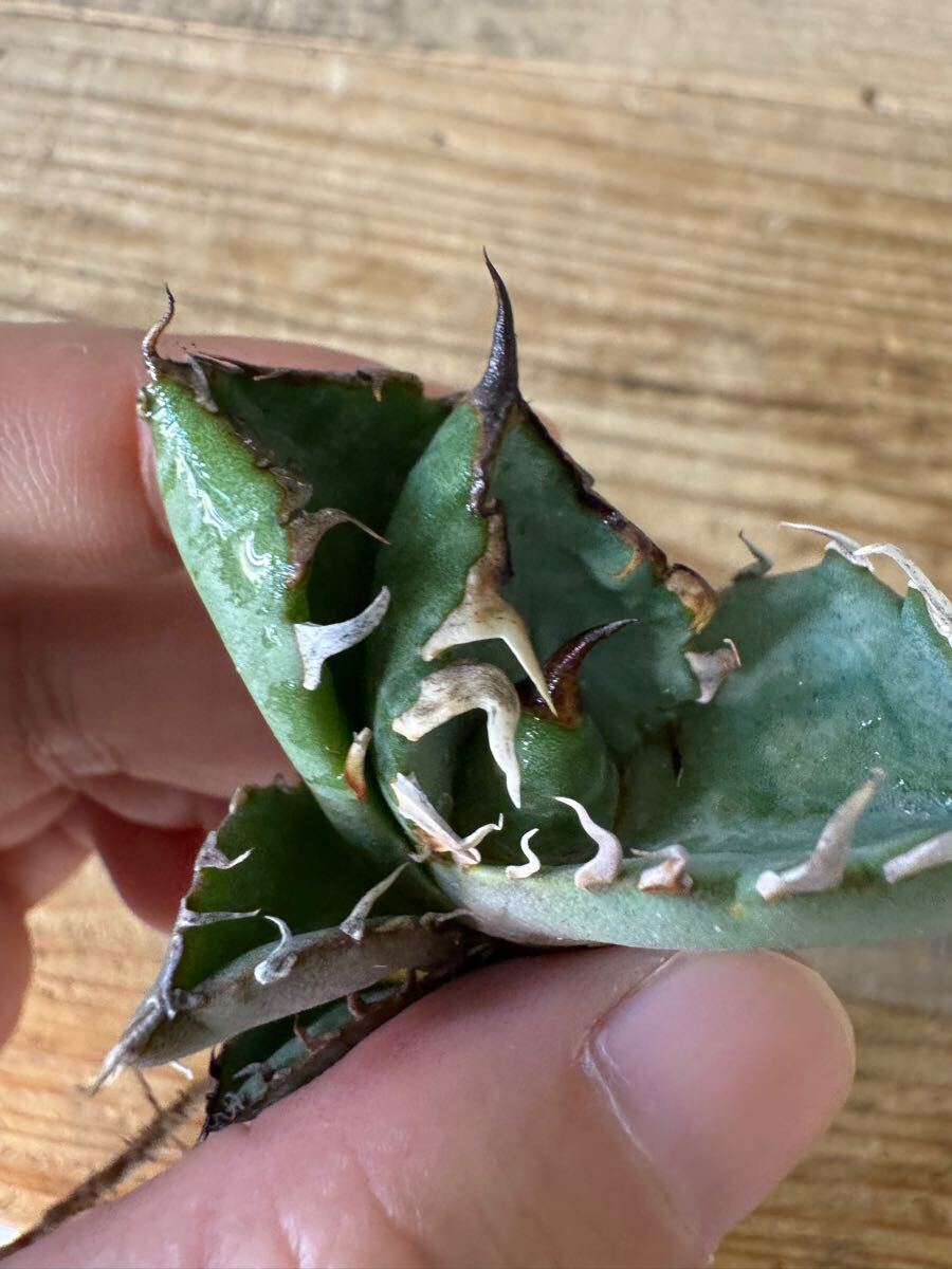 Yahoo!オークション - アガベ チタノタ 蟹 子株 lize血統