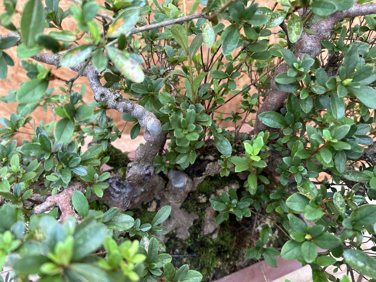 Yahoo!オークション - ヤマツツジ 山木古木